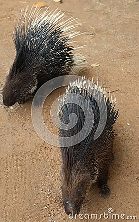 Two Porcupines Stock Photography | CartoonDealer.com #26338316