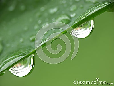 Refreshing stock image. Image of leave, water, tropic, reflection - 55701