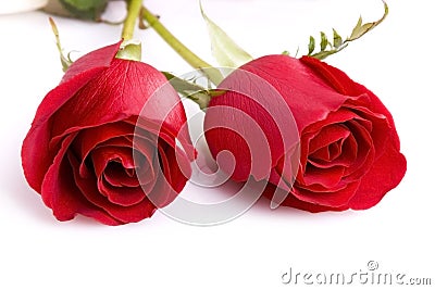Two Roses Stock Image - Image: 7802481