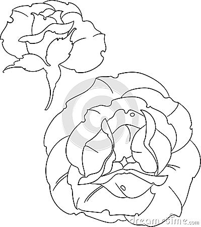 Two Roses Outline, Silhouette, Vector Illustration, Black And White ...