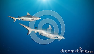 Two Blacktip Reef Sharks Swimming Stock Image - Image of animals ...