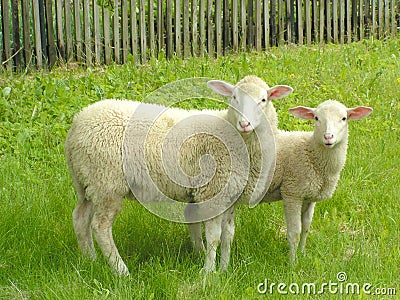 Two Sheep Royalty Free Stock Image - Image: 156376