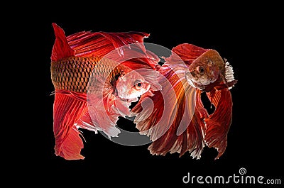 Two Siamese Fighting Fish Stock Photo - Image: 42102814