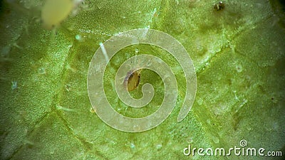 Two-spotted Spider Mite Under a Microscope, Tetranychus Urticae ...