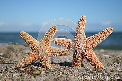 Two Starfish On Beach Stock Photography - Image: 12018742