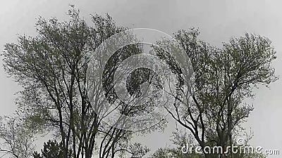 Two Trees Swaying in Wind stock footage. Video of together - 114648066