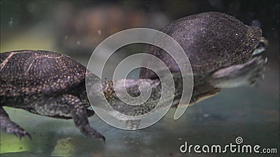 Two Turtle Friends Watching in a Hug. Two Turtles are Fighting in the ...