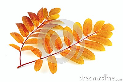 Two Twigs Of Rowan-tree Royalty-Free Stock Photography | CartoonDealer ...