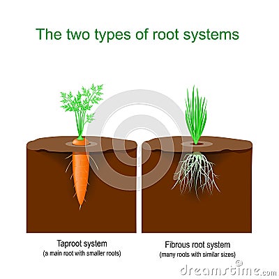 Taproot System And Fibrous Root System Vector Illustration ...