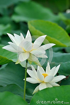 Two White Lotus Flower Royalty Free Stock Photography - Image: 14537567