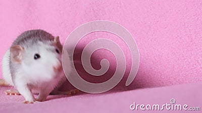 Two White Mice Cleaning Themselves on a Narrow Strip Hd Stock Video ...