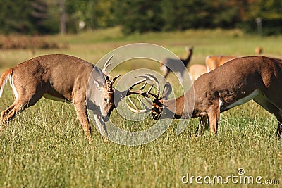 Two Whitetail Deer Bucks Fighting Stock Photos - Image: 22963663