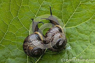 Two Wild Snails Are Crawling On A Green Leaf Royalty-Free Stock Image ...