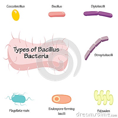 Types Of Bacilli Bacteria Vector Illustration | CartoonDealer.com ...