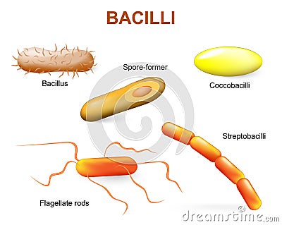 Types Of Bacteria. Bacilli Vector Illustration | CartoonDealer.com ...