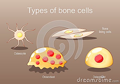 Types Of Bone Cells. Osteocyte, Lining Cells, Osteoblast, Osteoclast ...