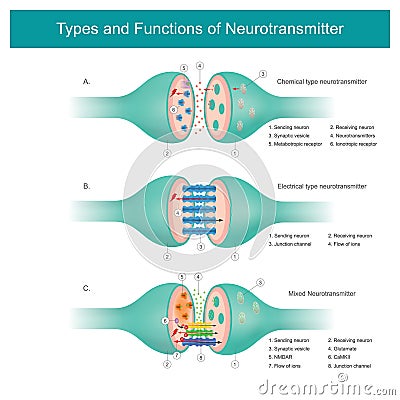 Types And Functions Of Neurotransmitter. Vector Illustration ...