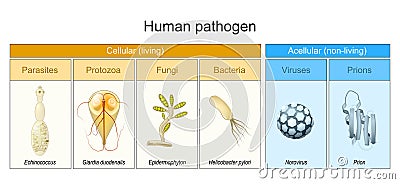 Types Of Human Pathogen. Pathogenic Bacteria Viruses Or Fungi Can Enter ...