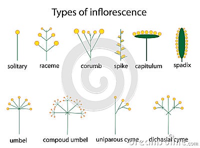 Types Of Inflorescence Stock Image - Image: 25450931