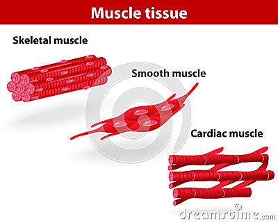 Types Of Muscle Tissue Royalty Free Stock Photo - Image: 29004565