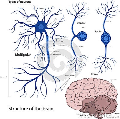 Types Of Neurons Bipolar, Unipolar, Multipolar. The Structure Of A ...