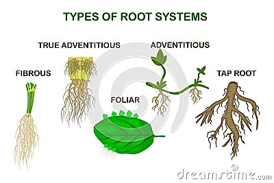 Types Of Root Systems Of Plants, Monocots And Dicots Isolated On White ...