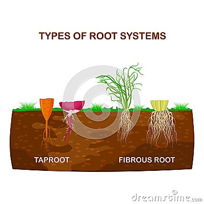 Types Of Root Systems Of Plants, Monocots And Dicots In Soil In Cut ...