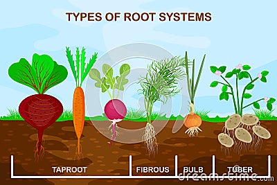 Types Root Systems Of Plants. Taproot, Fibrous, Bulb And Tuber Root ...