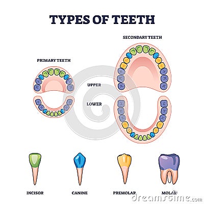 Types Of Teeth With Primary And Secondary Tooth Division Outline ...