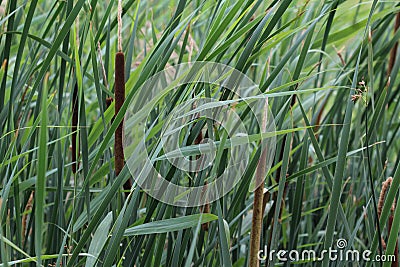 Typha Angustifolia, Also Known As Lesser Bulrush, Narrowleaf Cattail Or ...