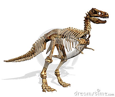 Tyrannosaurus Rex Skeleton Royalty Free Stock Photos - Image: 2603978