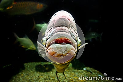 Ugly Fish Royalty Free Stock Images - Image: 5296319