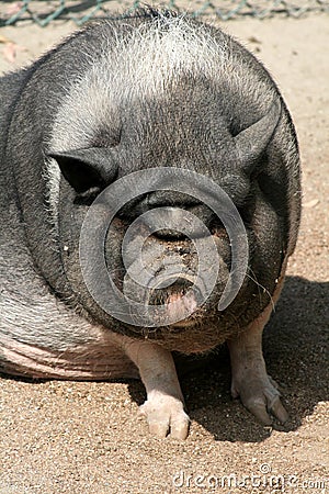 Ugly Pig Stock Images - Image: 6419884