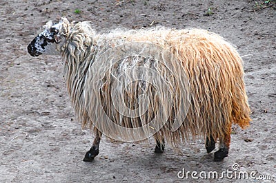 Ugly Sheep Stock Photos - Image: 2076953
