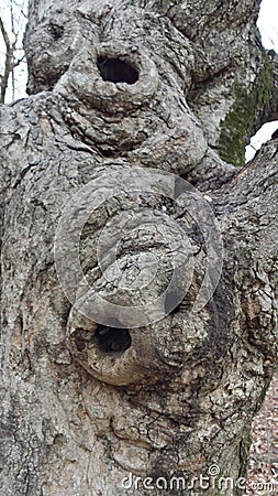 Ugly Tree Stock Photography | CartoonDealer.com #48240848