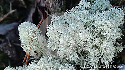 Un musgo blanco grueso metrajes. Vídeo de algas, envejecimiento - 43015552