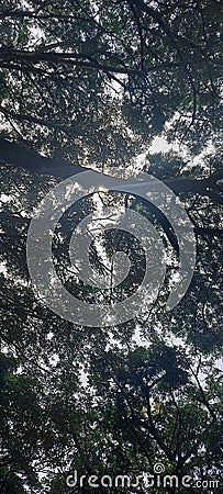 Unconnected Canopy Stock Image | CartoonDealer.com #261737299