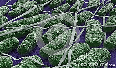 Under The Microscope, Salmonella Bacteria Royalty-Free Stock ...
