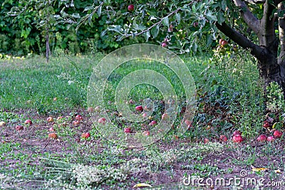 Under A Red Apple Tree Full Of Ripen Fruits Royalty-Free Stock ...