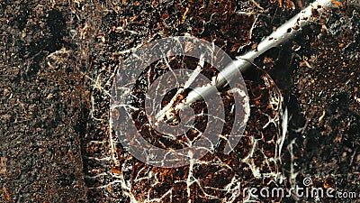 Underground Section of Soil with Roots of Plants during Syringe ...