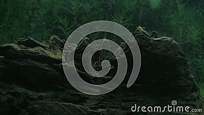 Underwater Dust Particles, Stock Footage Stock Video - Video of plant ...