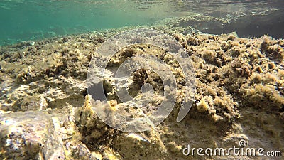 Underwater of a Mossy Sea with Microscopic Animals Planktons and Small ...