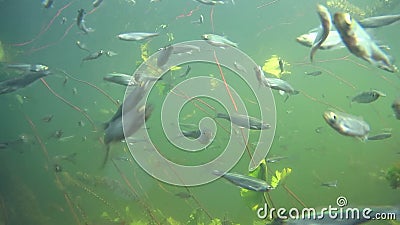 Underwater River Landscape with Swimming Little Fish Stock Footage ...