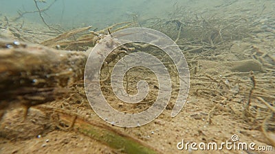 Muddy Bottom of a Pond with Sunk Tree Stock Footage - Video of ...