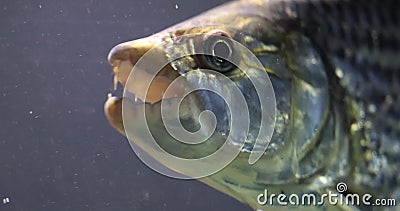 This Underwater Video Shows a Closeup View of a Fish with Sharp Teeth ...