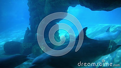 Underwater Viewing of Nice Bottlenose Dolphins at Seaworld. Stock Video ...