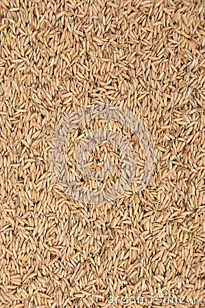 Unhusked Rice Stock Photo - Image: 45275906