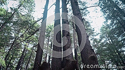 A Unique Evergreen Tree with 4 Barks in One Tree- Rising Up Camera ...