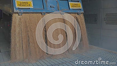 Unloading Wheat in a Warehouse with a Car. Unloading Wheat from a Truck ...