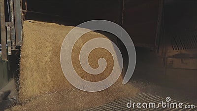 Unloading Wheat in a Warehouse with a Car. Unloading Wheat from a Truck ...